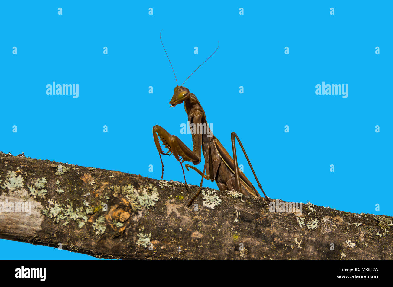 Brown mantid mantis religiosa hi-res stock photography and images - Alamy