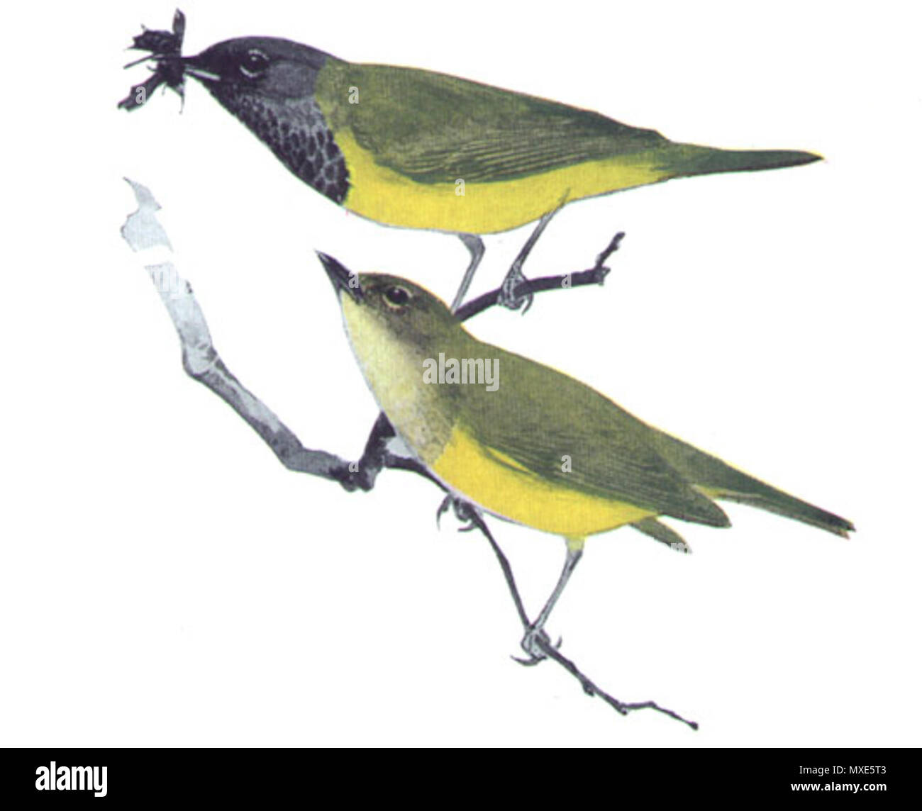 Frank bruce Cut Out Stock Images & Pictures - Alamy