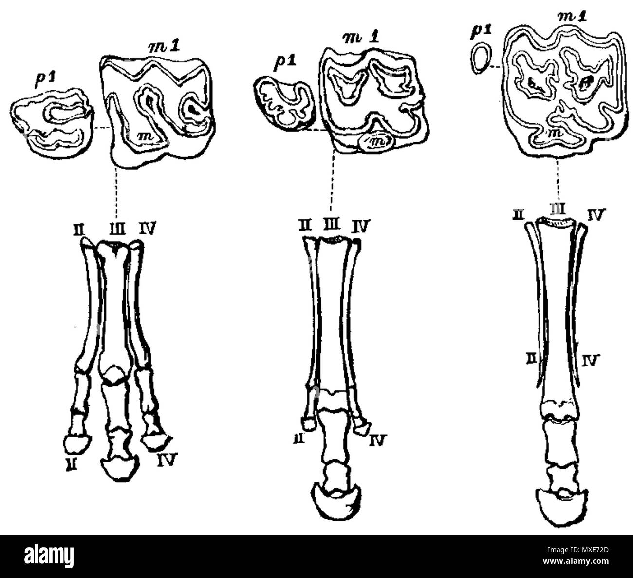 . Diagram comparing the bones of the horse and its predescessors. circa ...