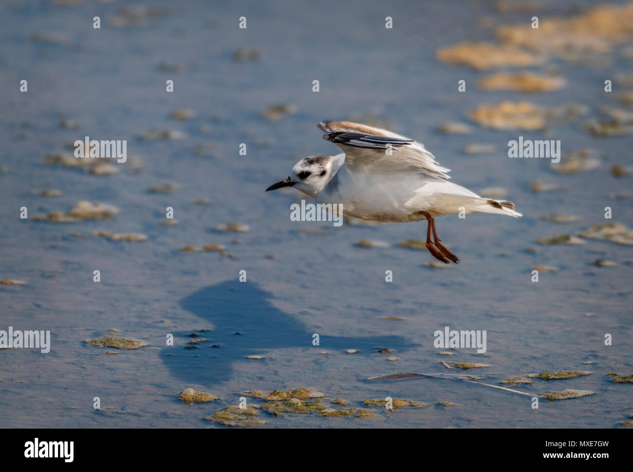 Little Gull, Searching for food Stock Photo - Alamy