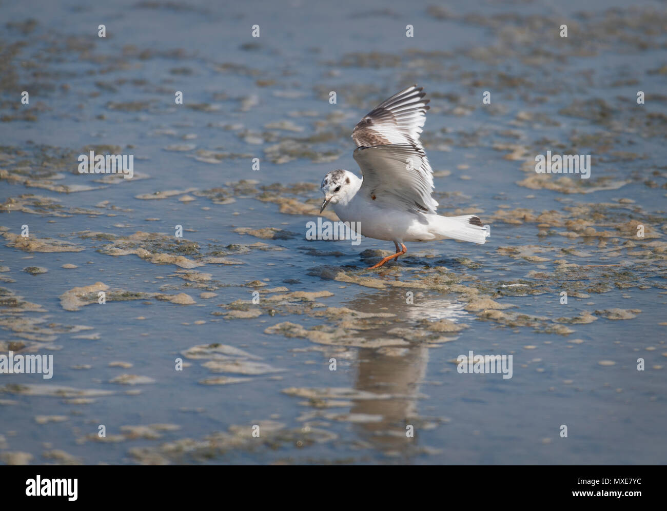 Little Gull High Resolution Stock Photography and Images - Alamy