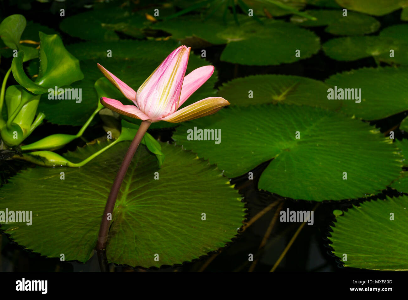 pink unopened bud of lotus rose from the shady pond overgrown with ...