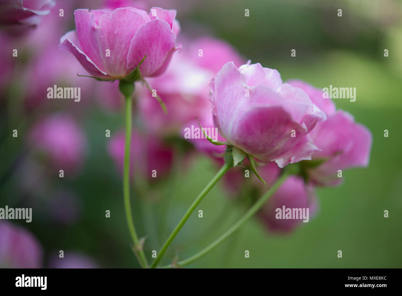 Photo in color and close-up of a small bouquet of roses, with a green ...