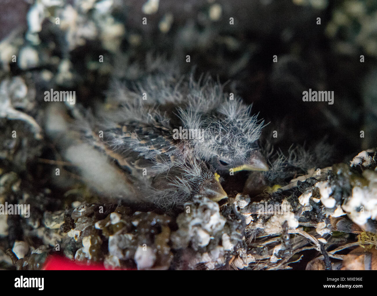 House Finch Eyes High Resolution Stock Photography and Images - Alamy