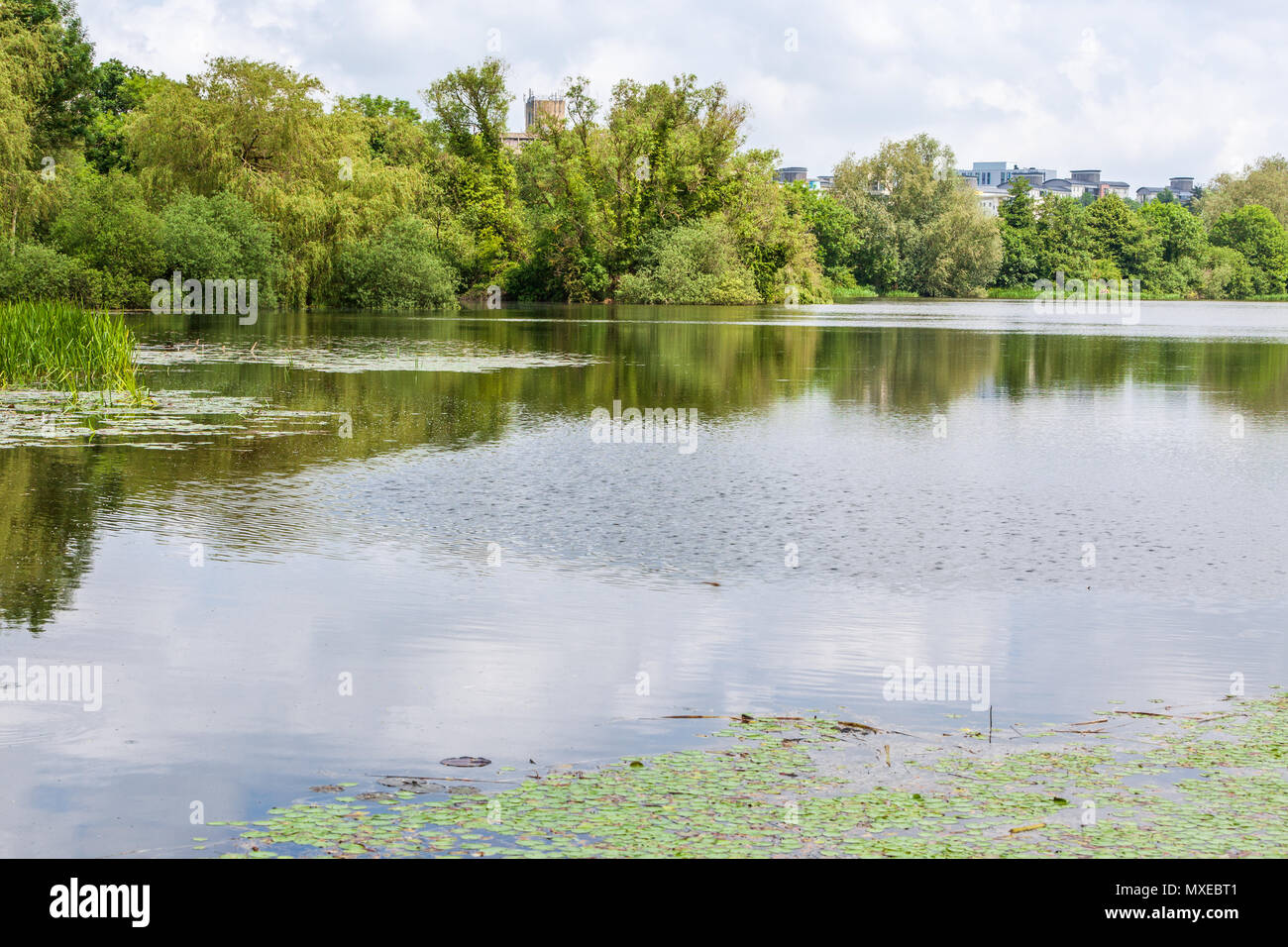 view of the lake and campus university of east anglia uea norwich Stock ...