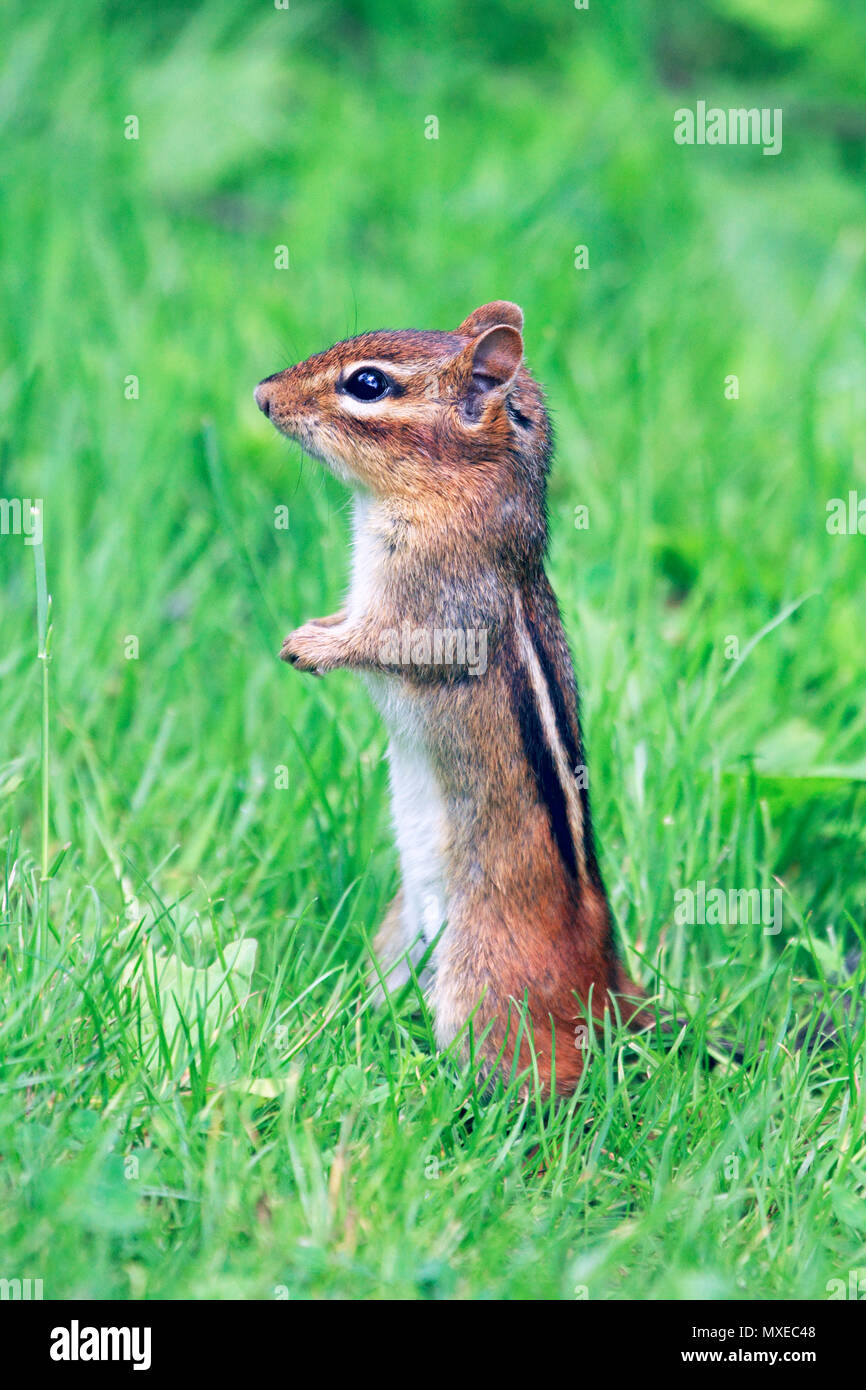 Eastern Chipmunk, Tamias striatus Stock Photo - Alamy