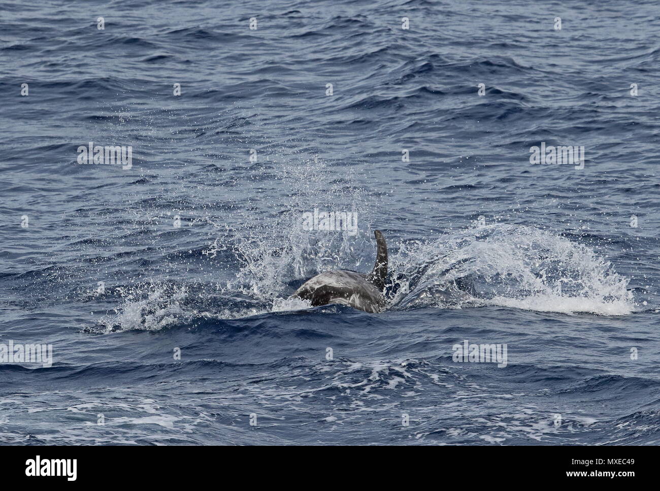 Risso's Dolphin (Grampus griseus) adult landing in sea after breaching ...