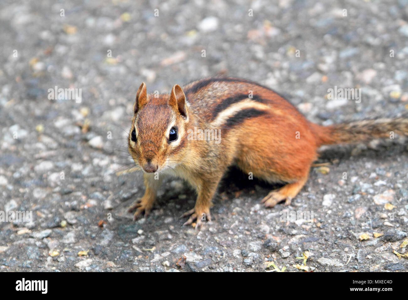 Chipmunk lookout hi-res stock photography and images - Alamy
