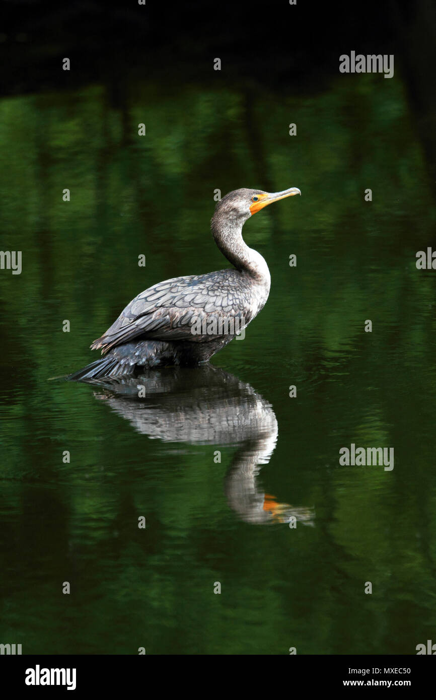 Juvenile Double Crested Cormorant High Resolution Stock Photography and ...