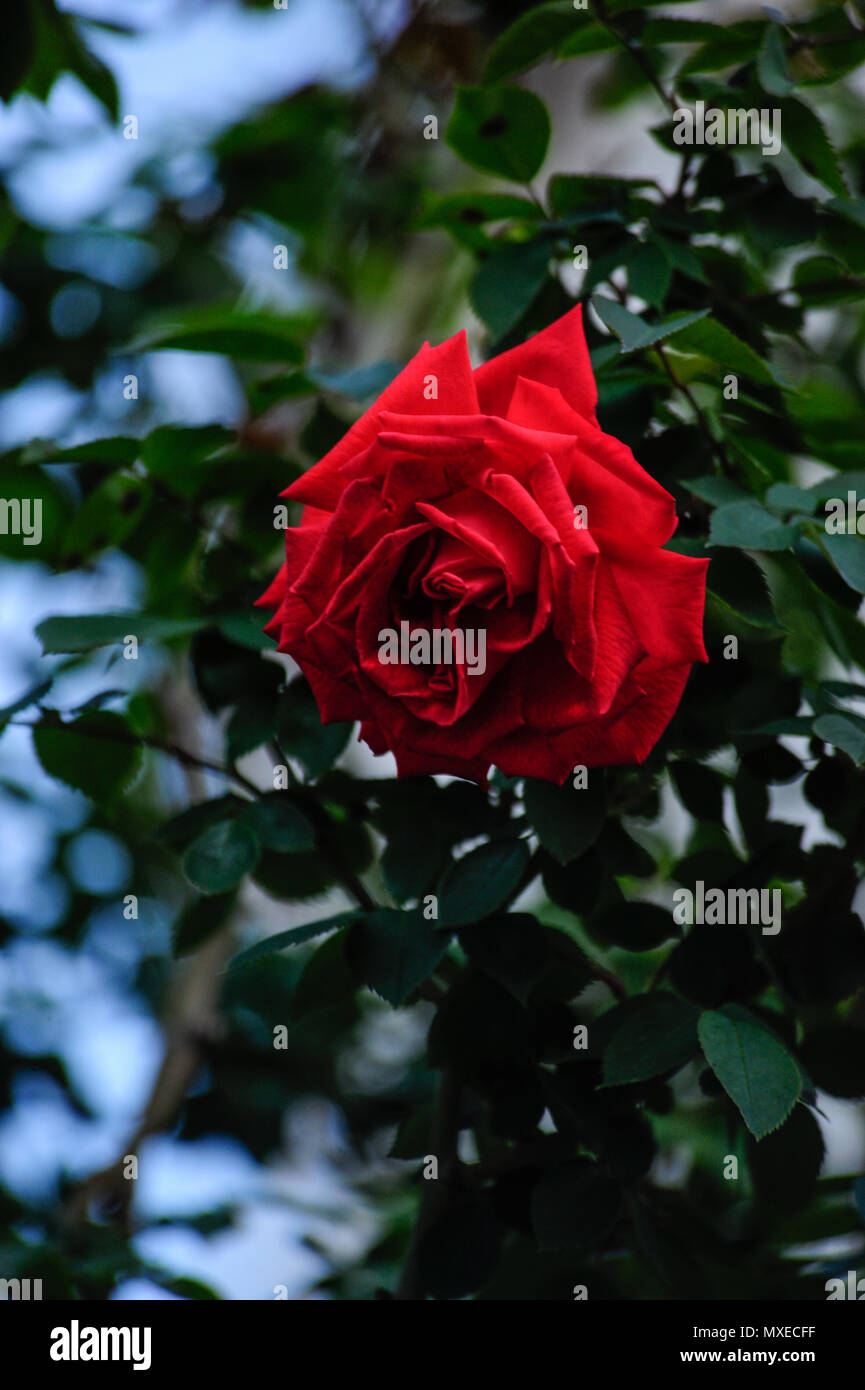 Valencia botanic garden hi-res stock photography and images - Alamy