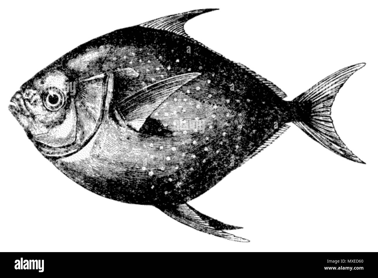 Opah hi-res stock photography and images - Alamy