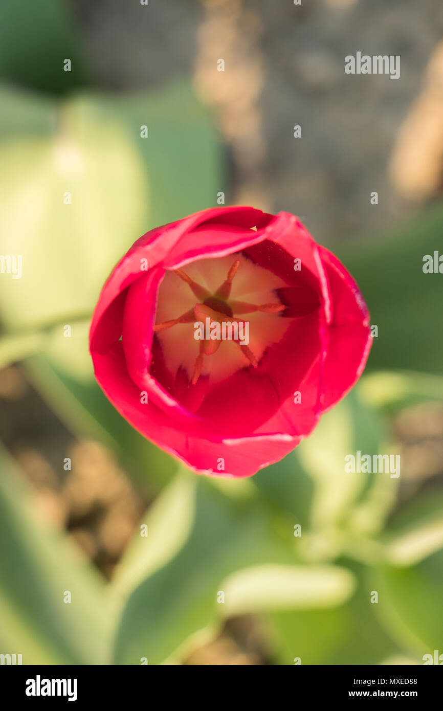 Red tulip from above scene Stock Photo - Alamy