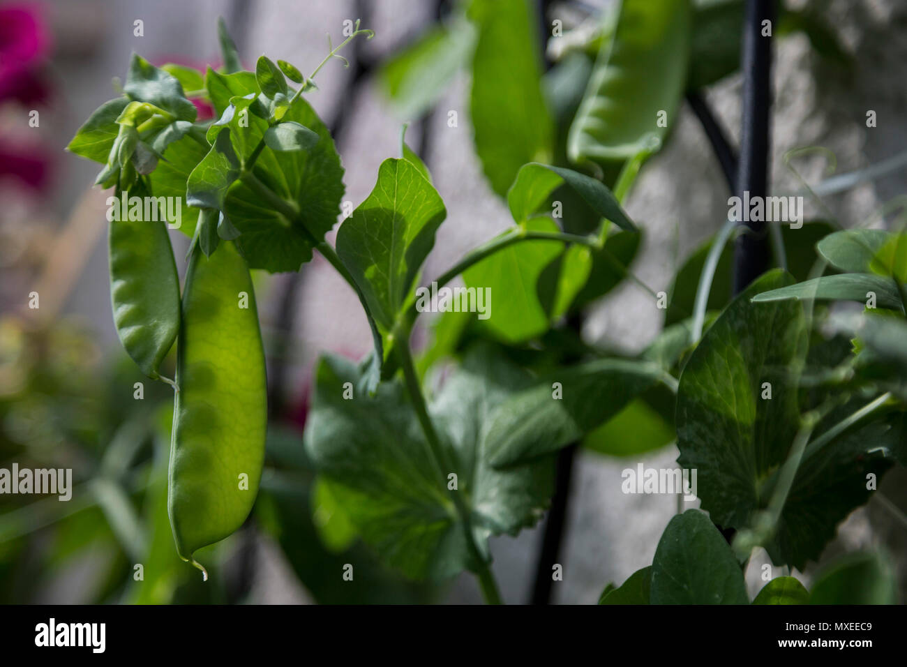 Peas (Oregon Sugar Pod) growing in pods on a trellis on a balcony Stock ...