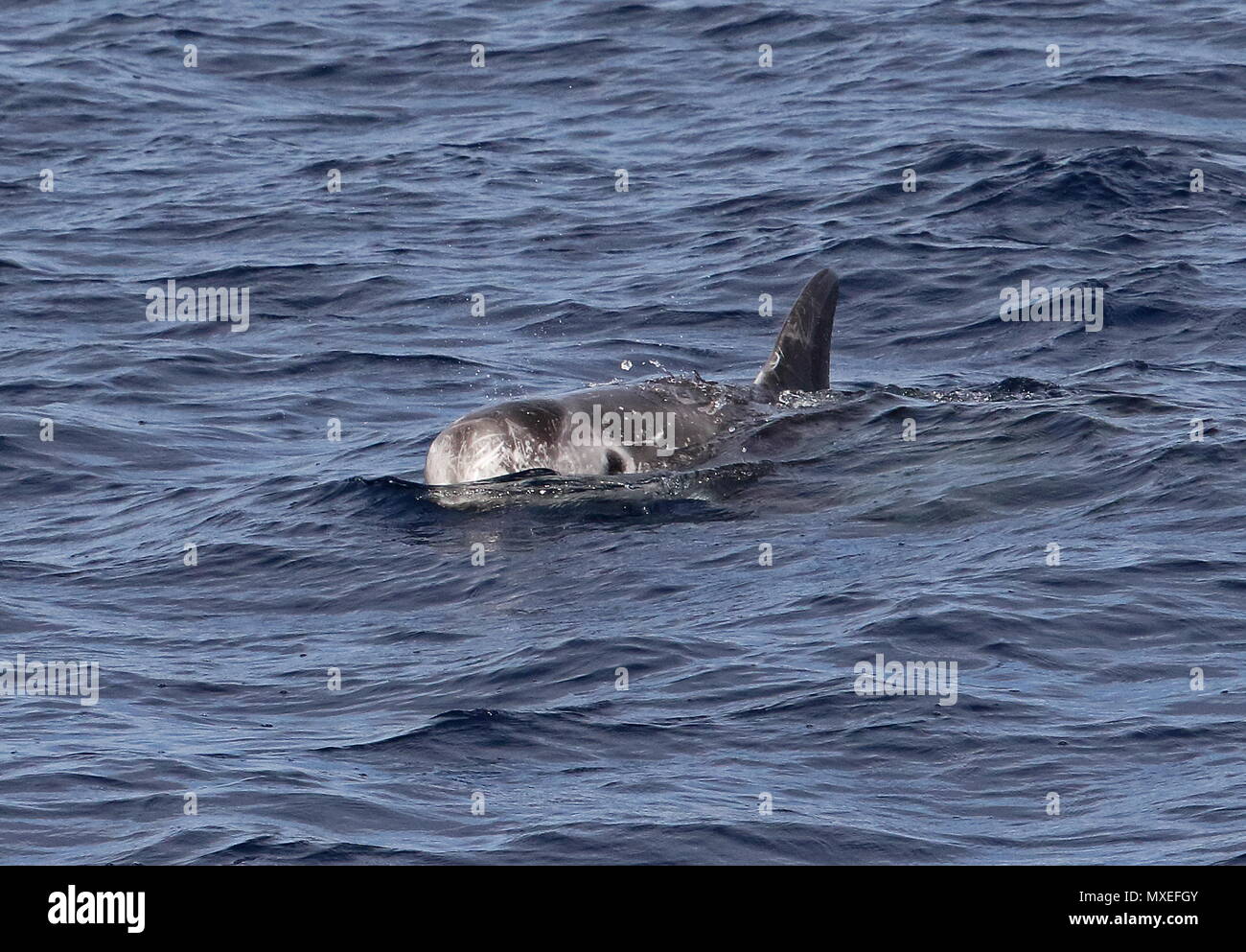 Risso's Dolphin (Grampus griseus) adult at surface eastern Atlantic ...