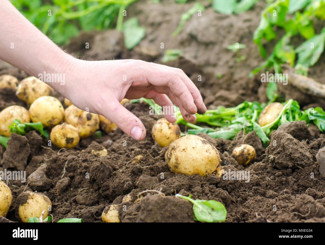 A man's hand is drawn to a young potato. The company for harvesting ...