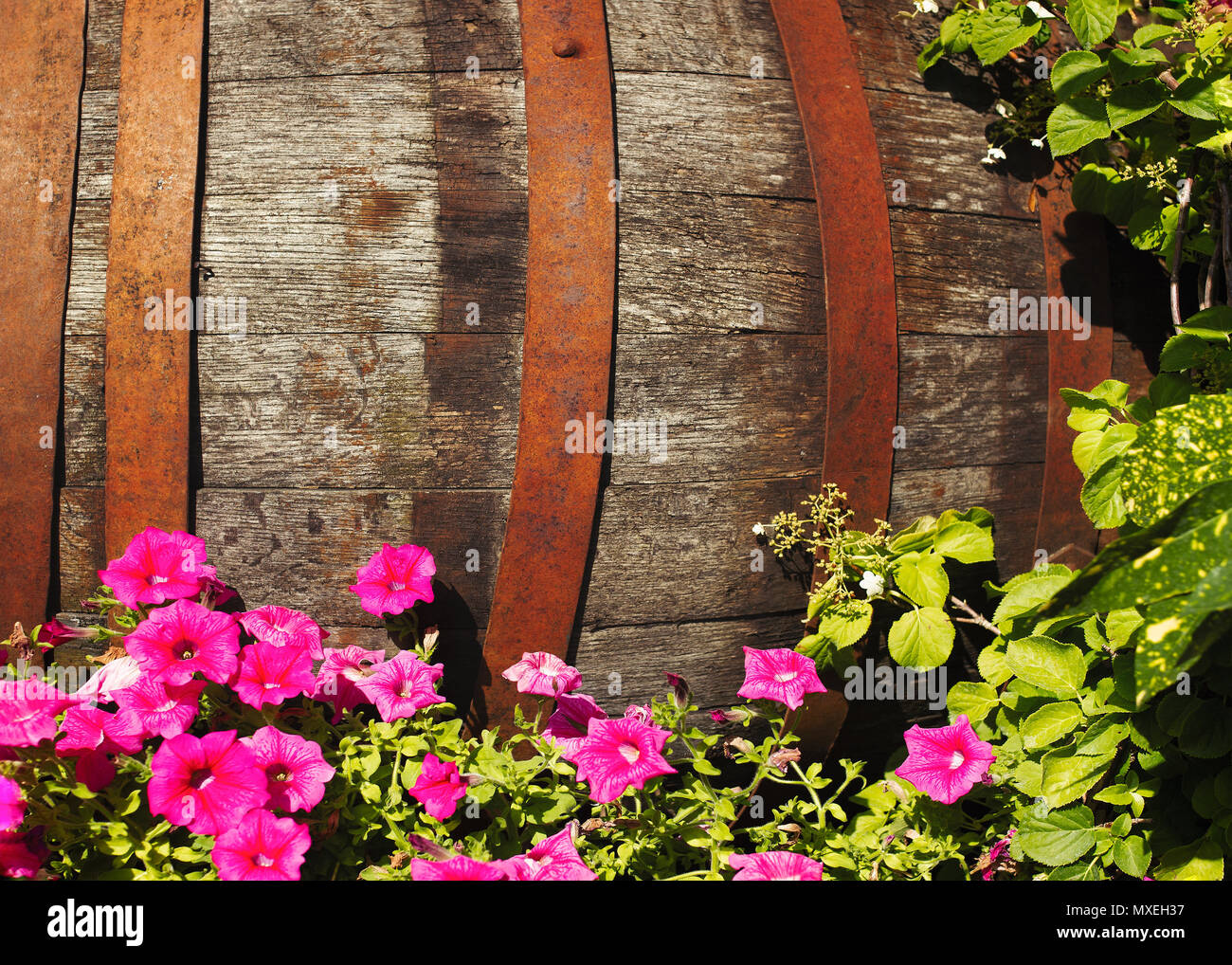 Old wooden barrel in the garden, surrounded with pink flowers Stock ...