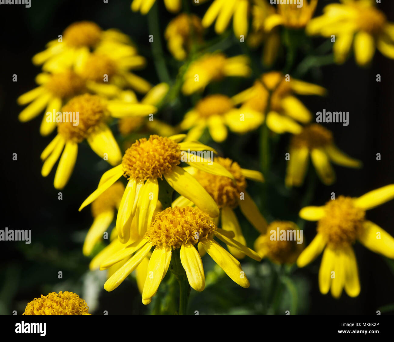 The common wildflower Jacobaea vulgaris Stock Photo - Alamy