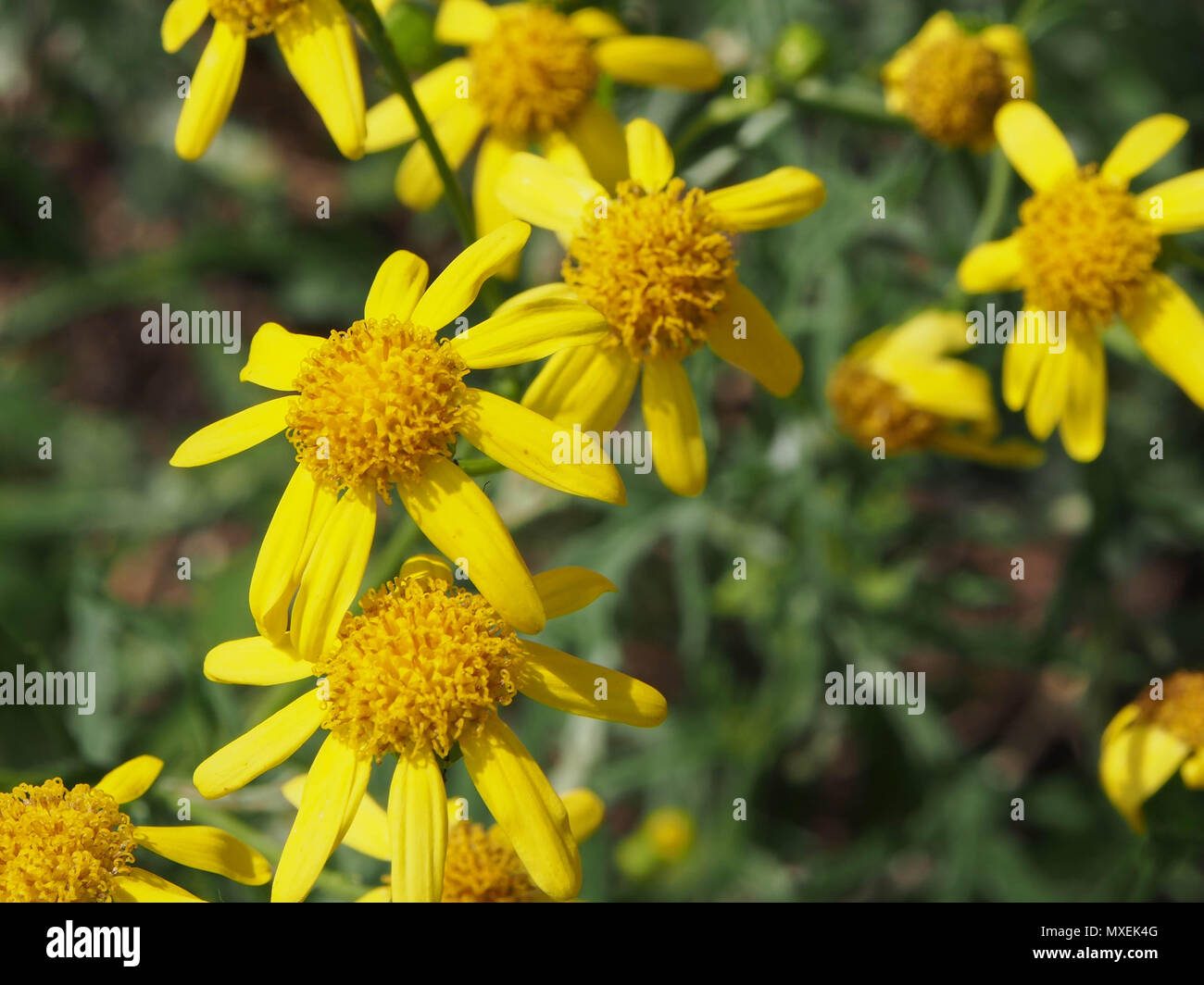 Common wildflower hi-res stock photography and images - Alamy