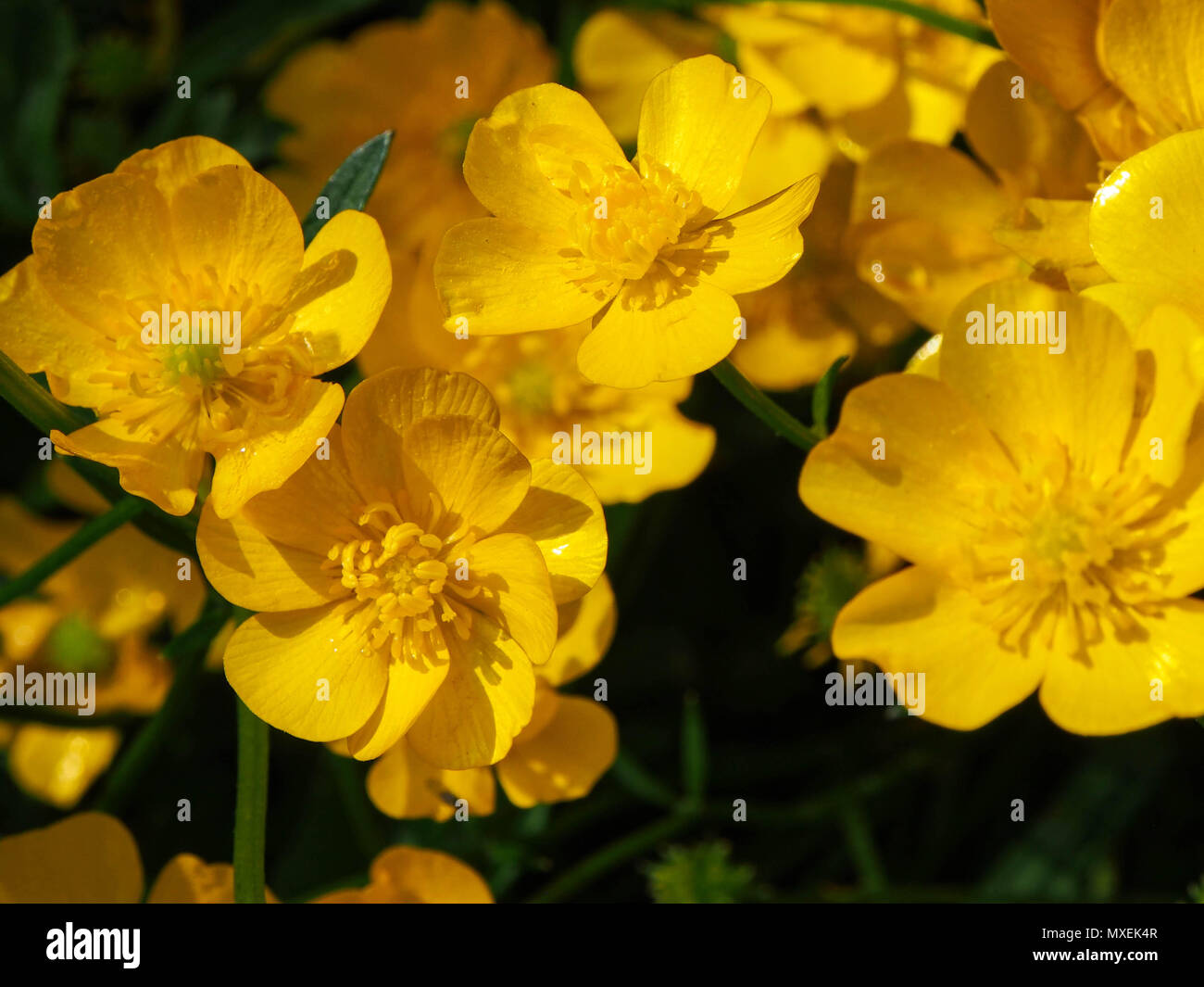 Buttercup genus hi-res stock photography and images - Alamy