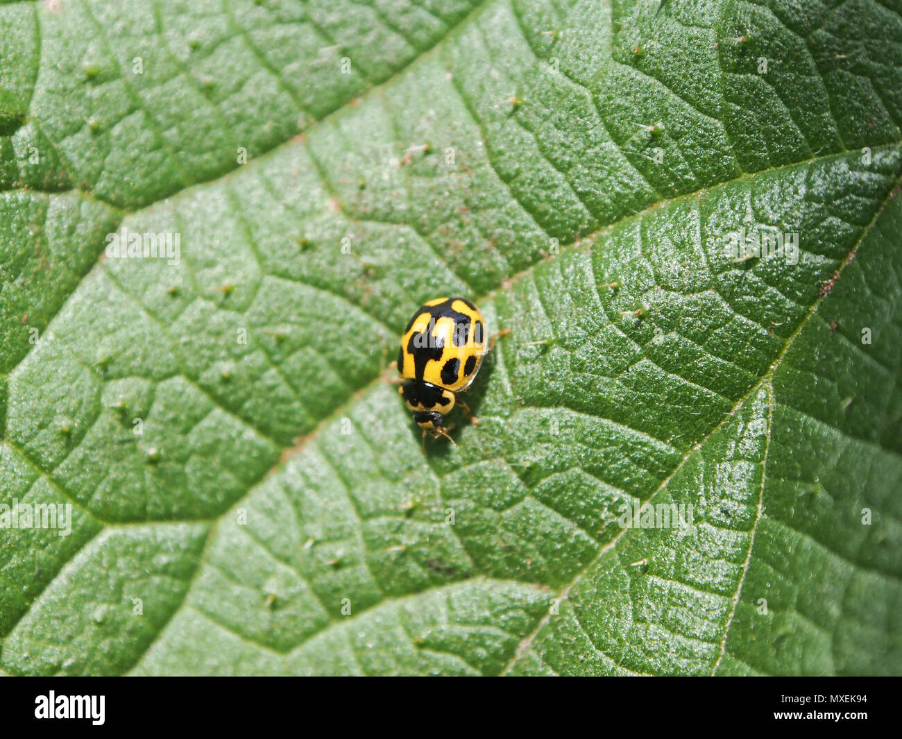 4 spotted ladybird beetle hi-res stock photography and images - Alamy
