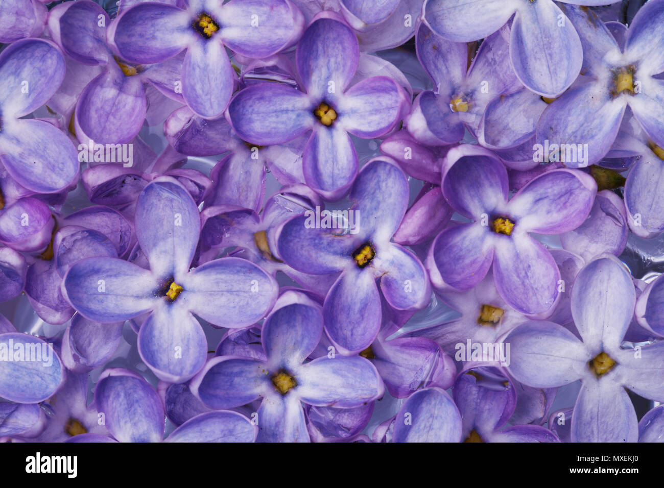 Texture of lilac petals, close-up. Background of spring flowers top ...