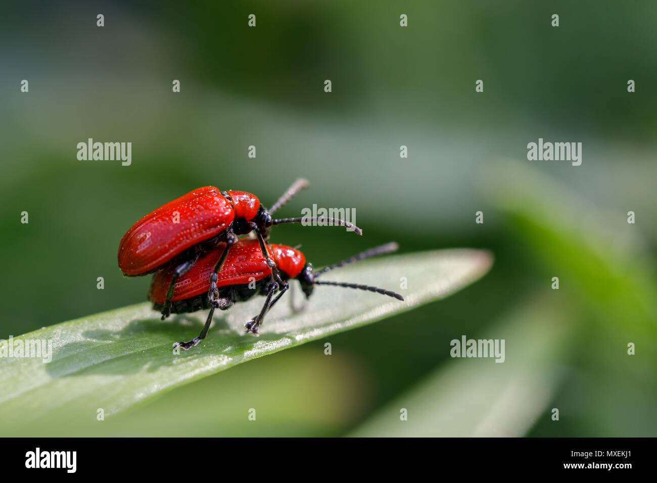 Love beetles hi-res stock photography and images - Alamy