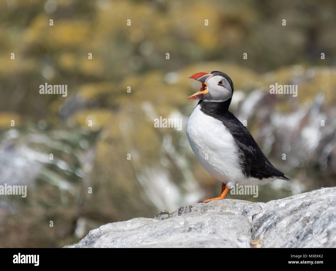 Puffin sideways standing on a rock on Inner Farne with beak open. A ...