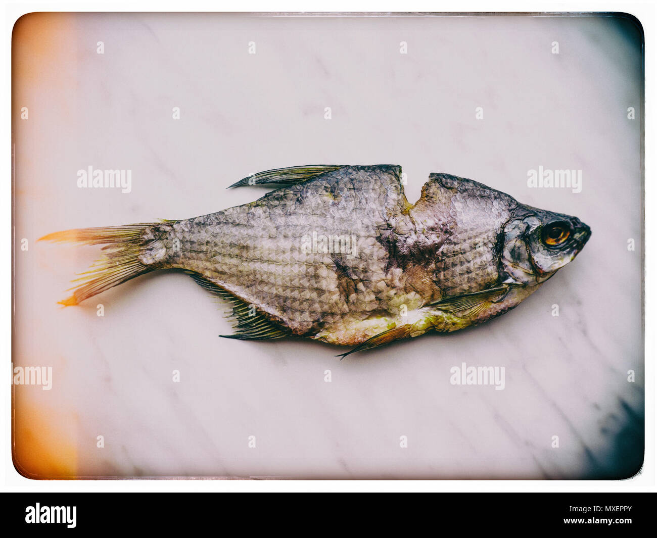 The Dried Fish on a color background. Made in vintage style Stock Photo ...