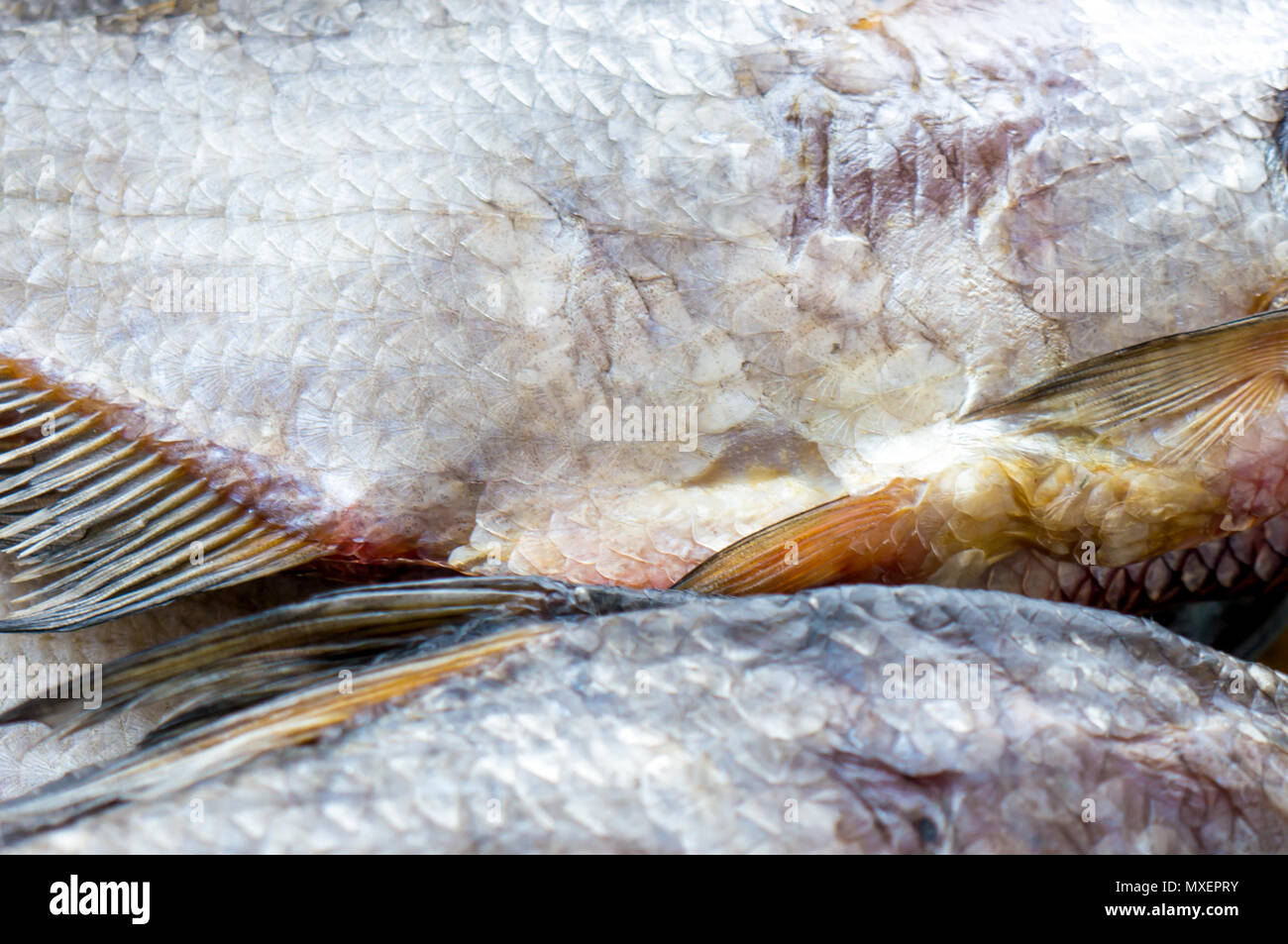 The Dried Fish on a color background Stock Photo - Alamy