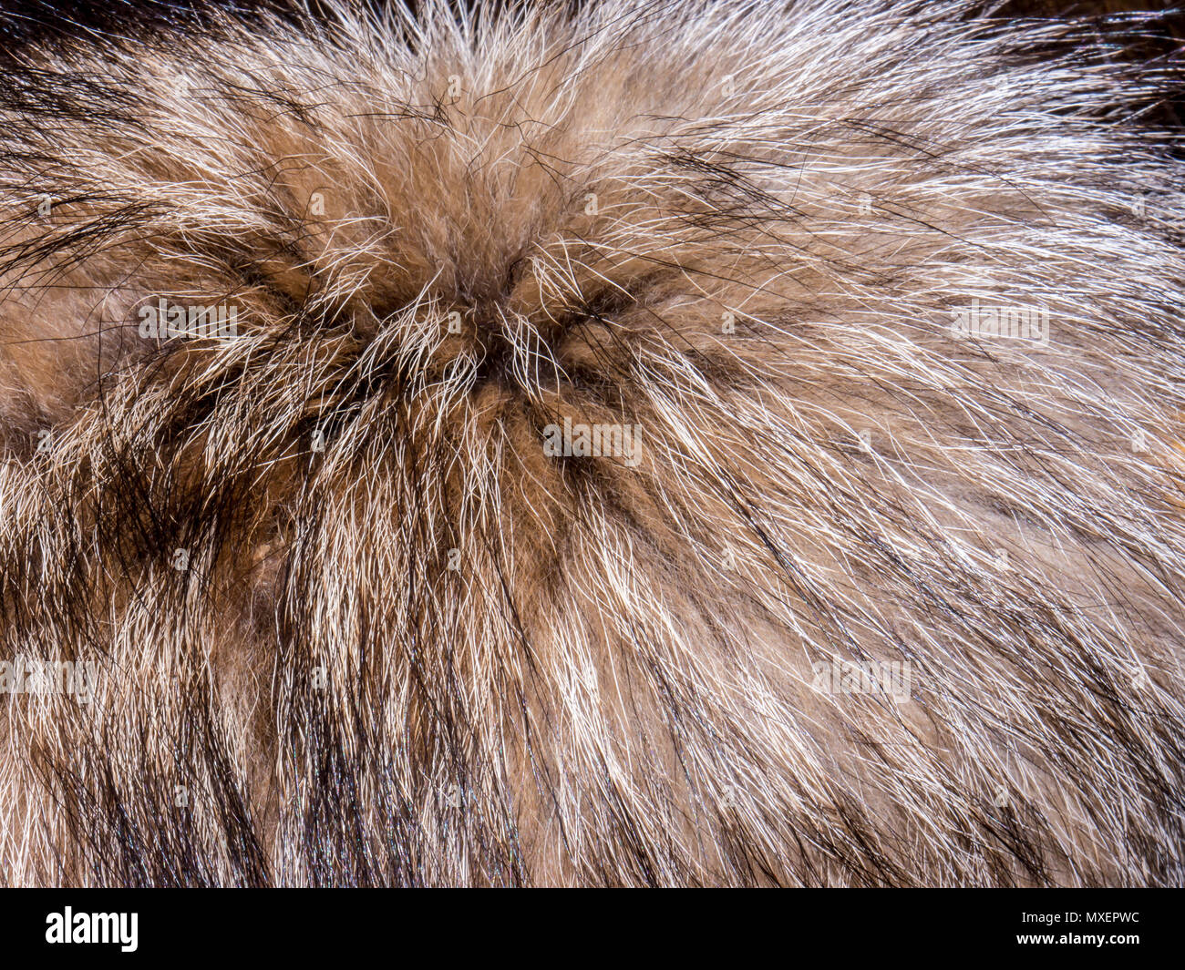 The Fur background and texture Stock Photo - Alamy