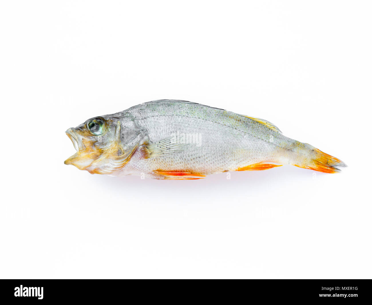 The Dried Fish on a color background Stock Photo - Alamy