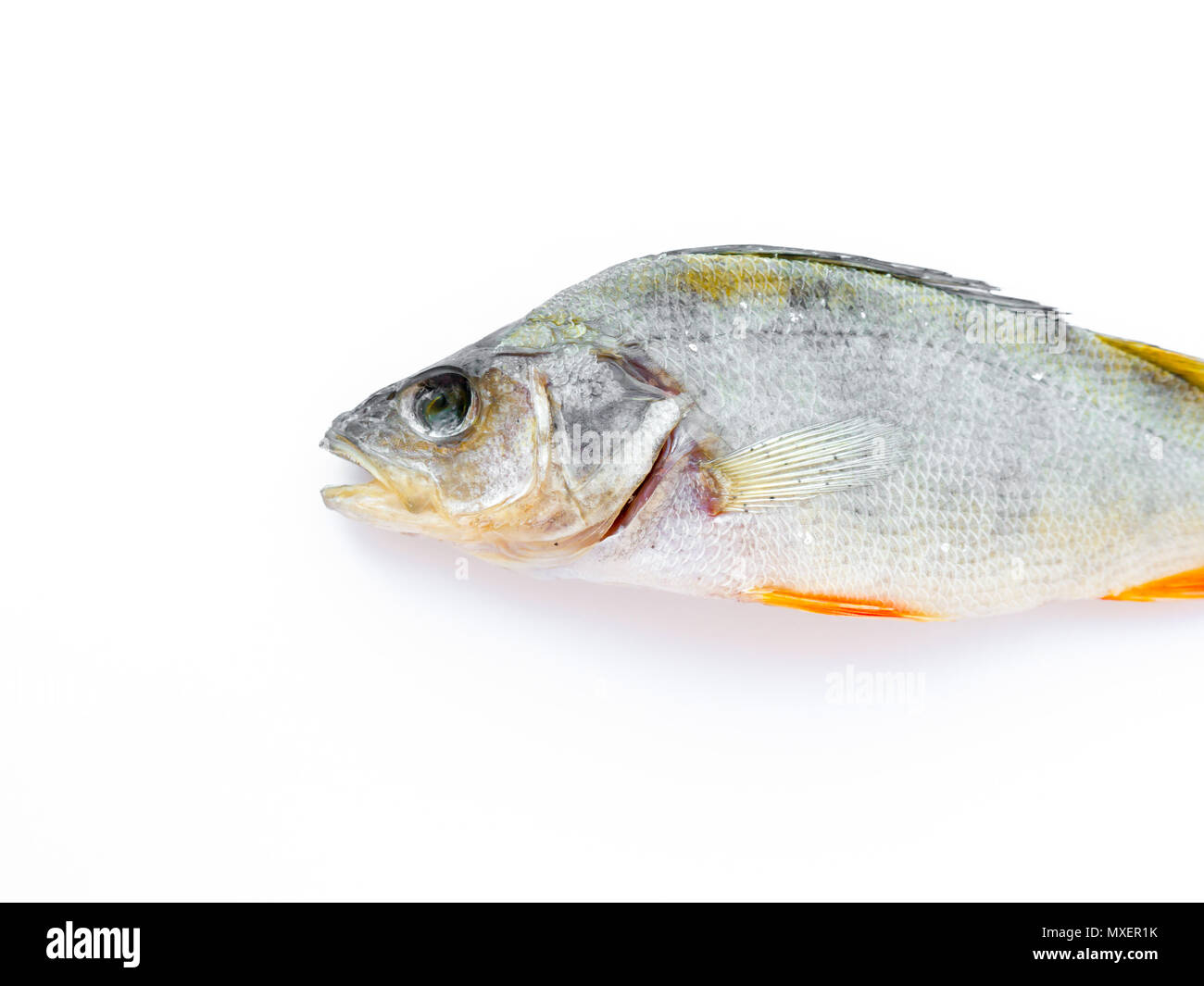 The Dried Fish on a color background Stock Photo - Alamy