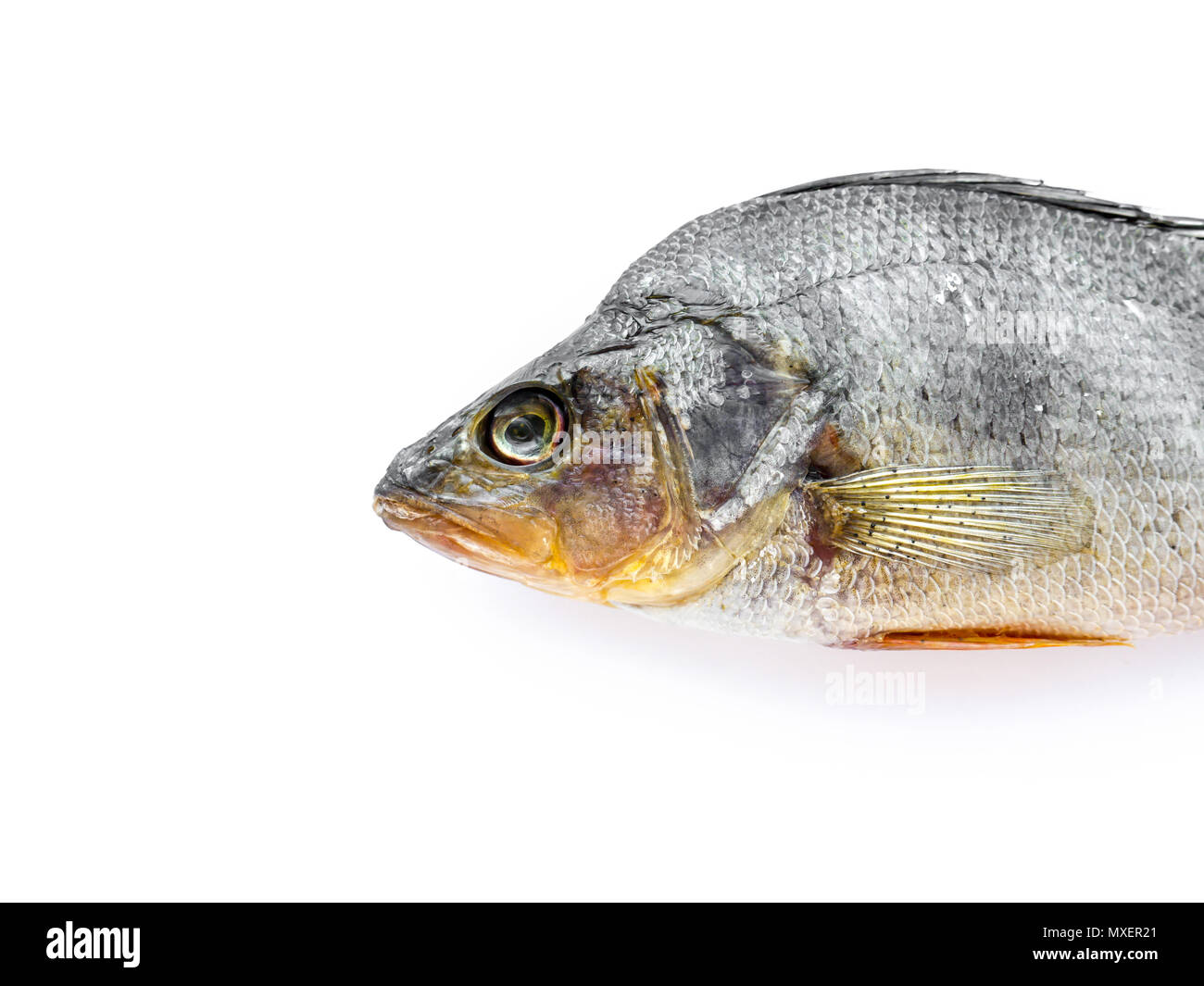 The Dried Fish on a color background Stock Photo - Alamy