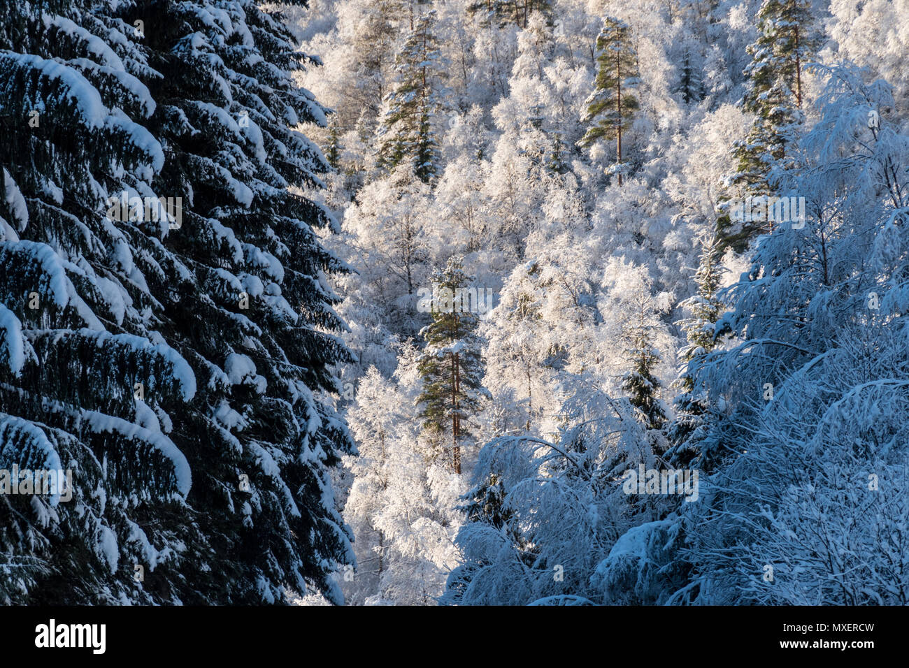 Forrest snow hi-res stock photography and images - Alamy