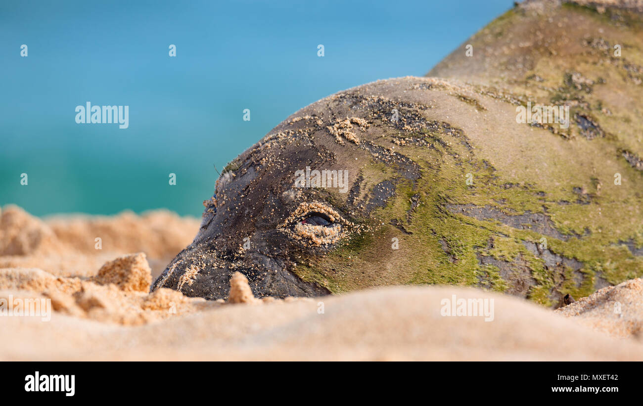 An endangered Hawaiian munk seal rests in the sun on Kauai, Hawaii ...