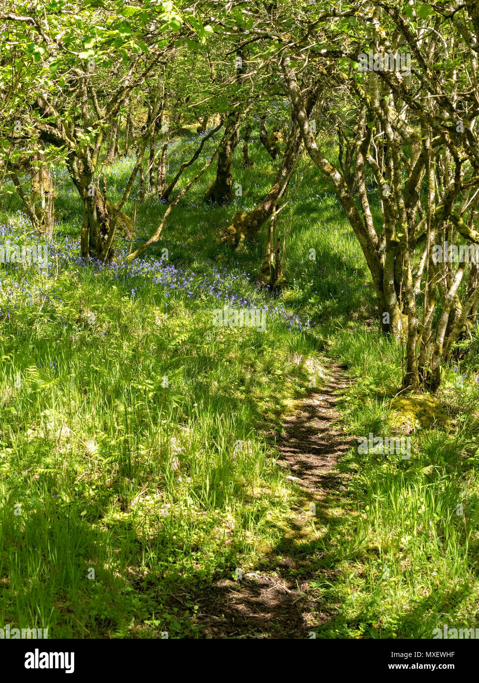 Narrow green footpath hi-res stock photography and images - Alamy