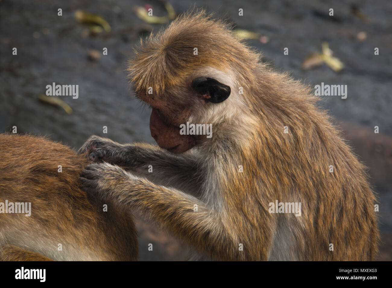 Macaques are the most common type of monkeys that can be found around ...
