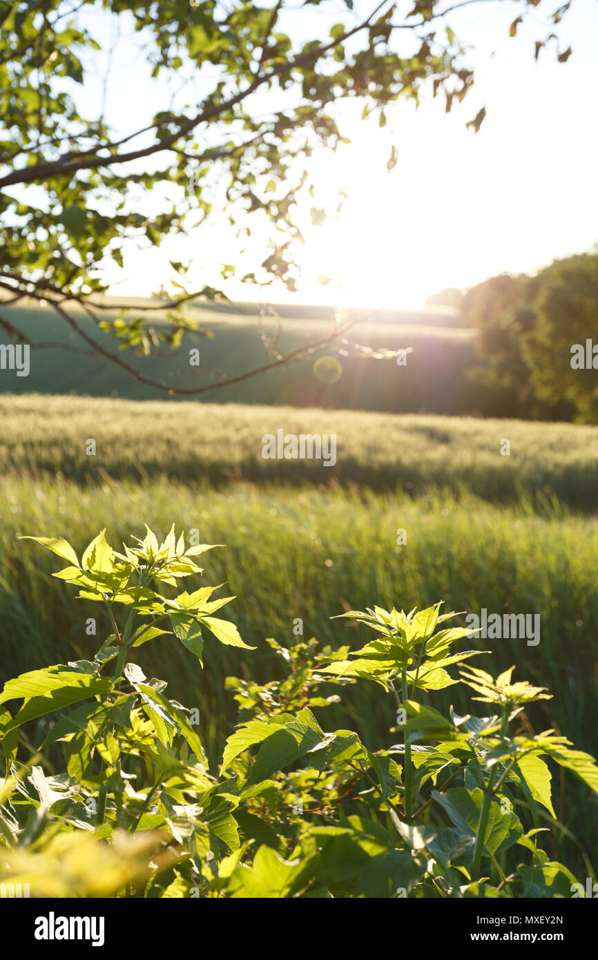 Nature background with plants at sunset Stock Photo - Alamy