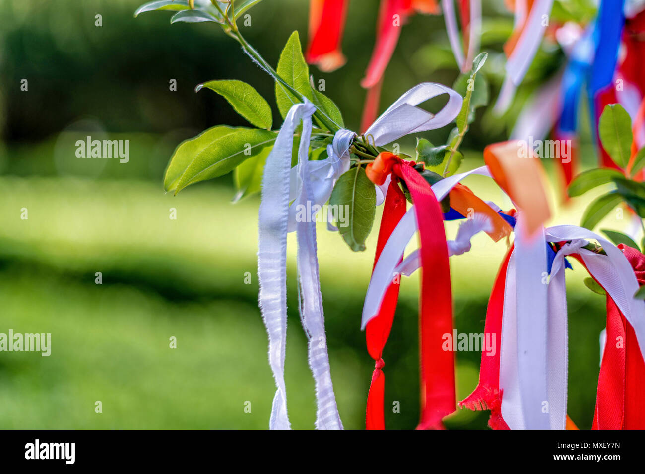 A wish tree. The ribbons of different colors are tied in the branches ...