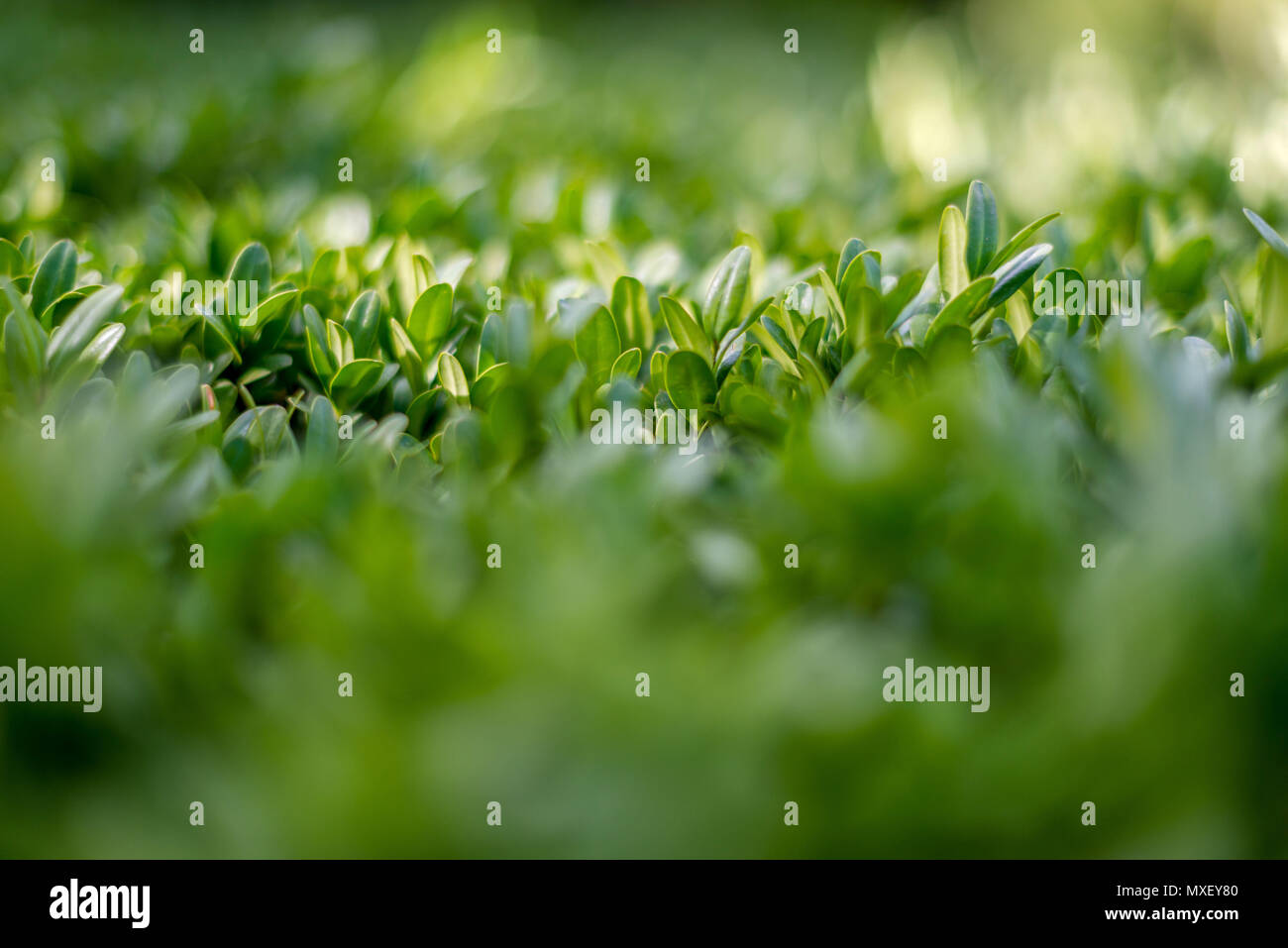 Decorative shrubs hi-res stock photography and images - Alamy