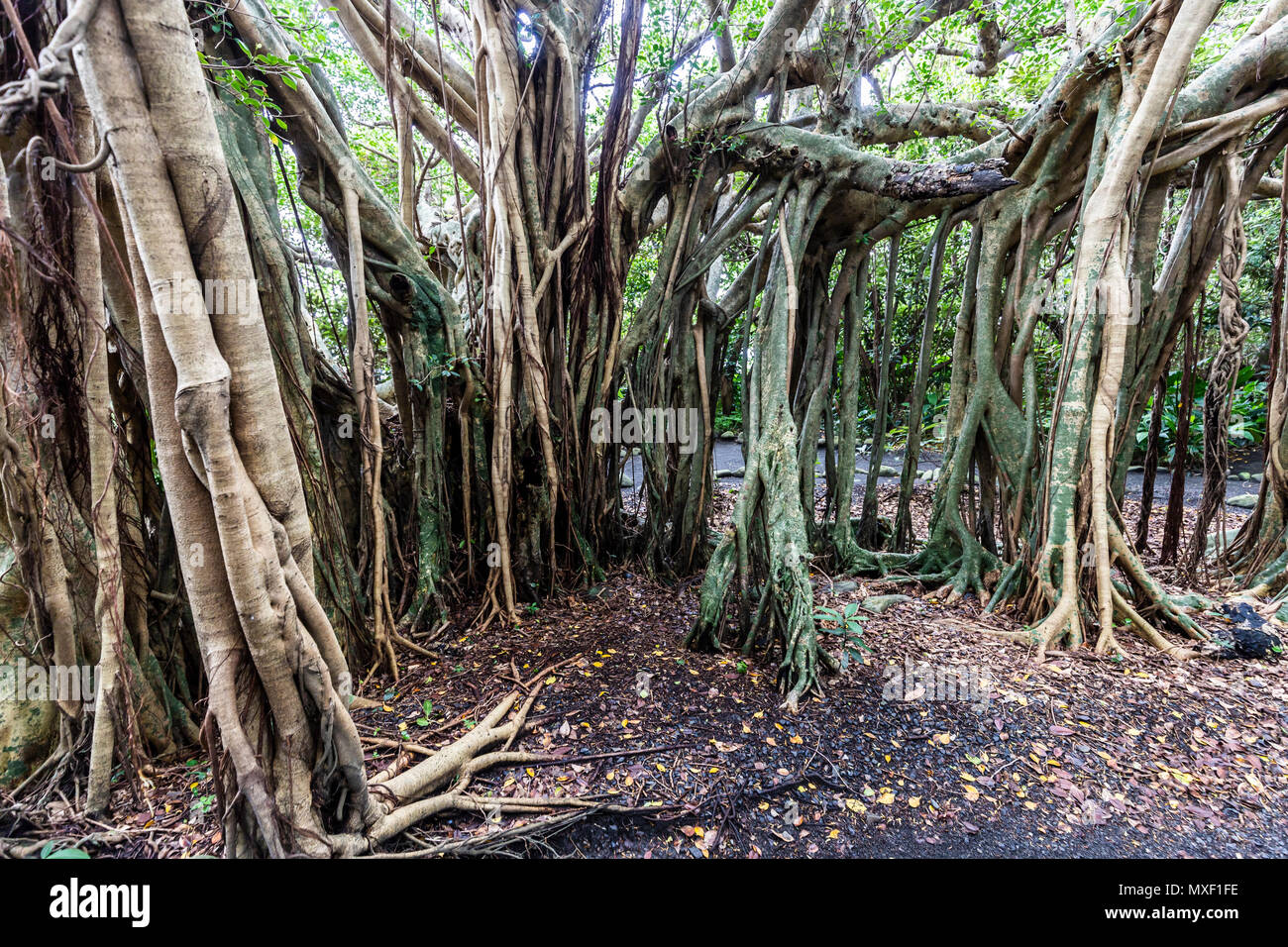 Gajumaru banyan park hi-res stock photography and images - Alamy