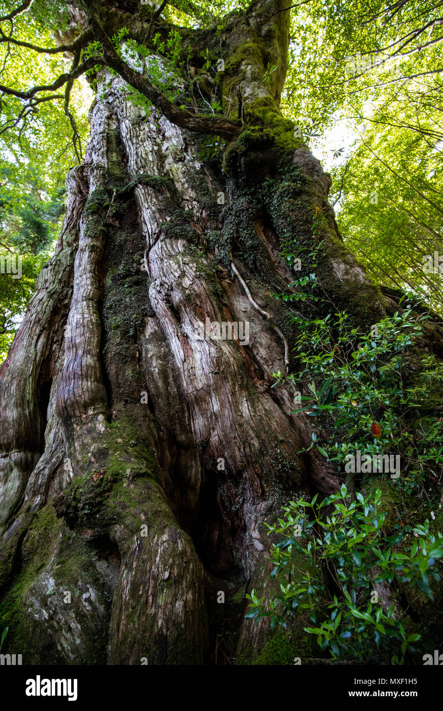 Tree cedar hi-res stock photography and images - Alamy