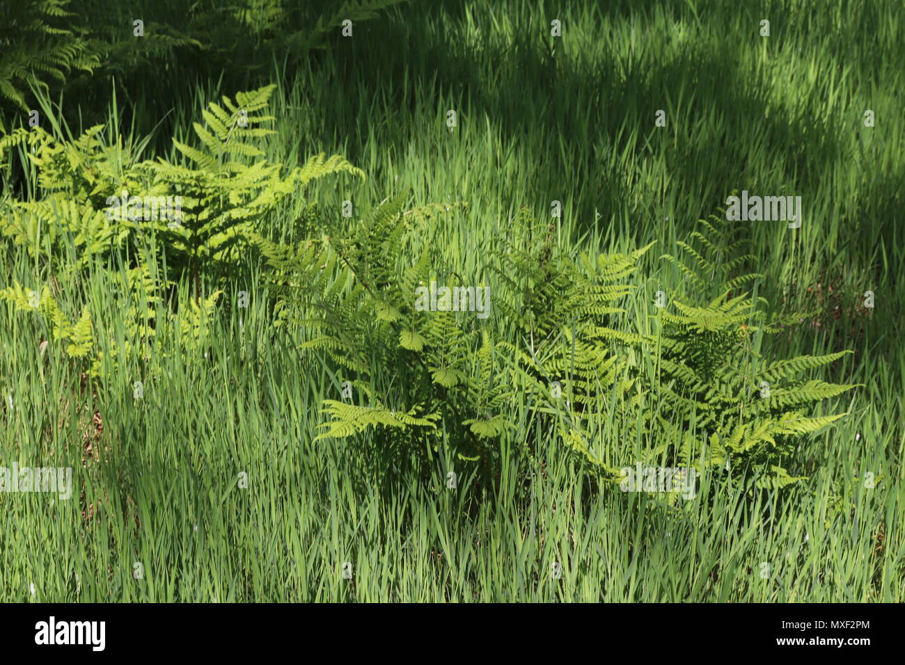 Ferns and grass in undergrowth with tree trunk in background Stock ...
