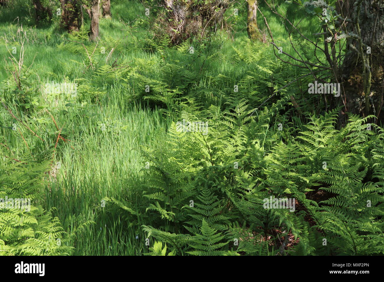 Underscrub hi-res stock photography and images - Alamy
