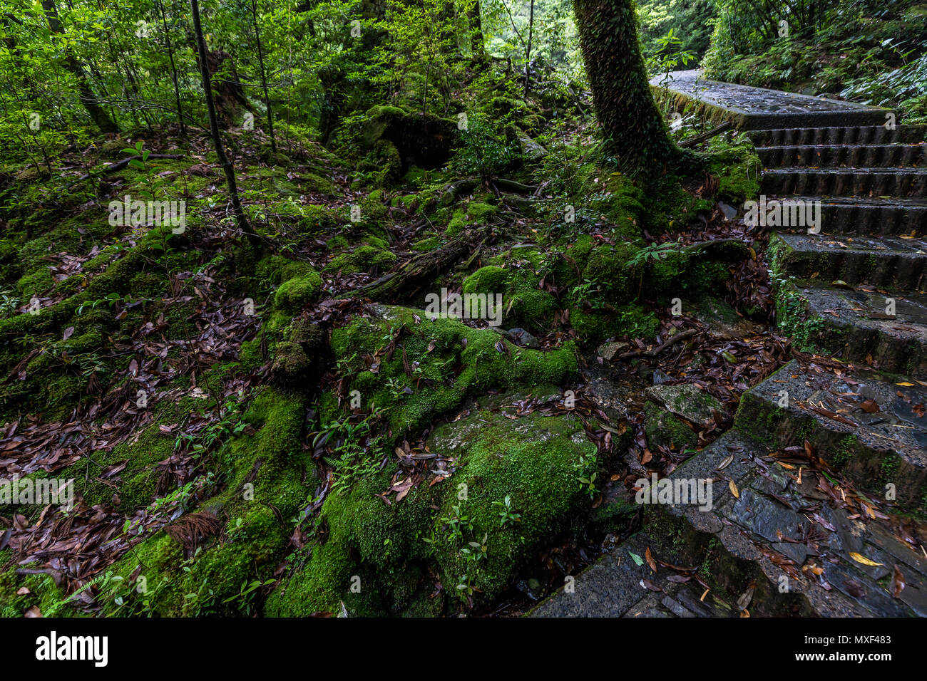 The Shiratani Unsuikyo Ravine is a lush nature park containing many of ...