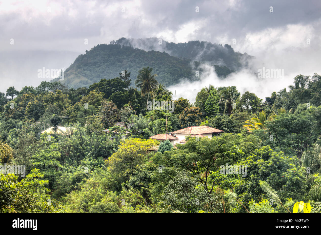Knuckles forest reserve hi-res stock photography and images - Alamy