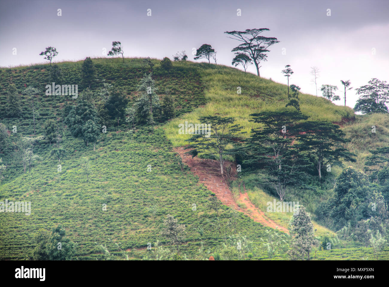 The area of the Knuckles mountains around Kandy in Sri Lanka provide ...