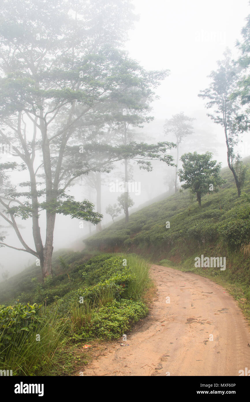 Cloud forests in the area of Kandy and the Knuckles mountains in Sri ...