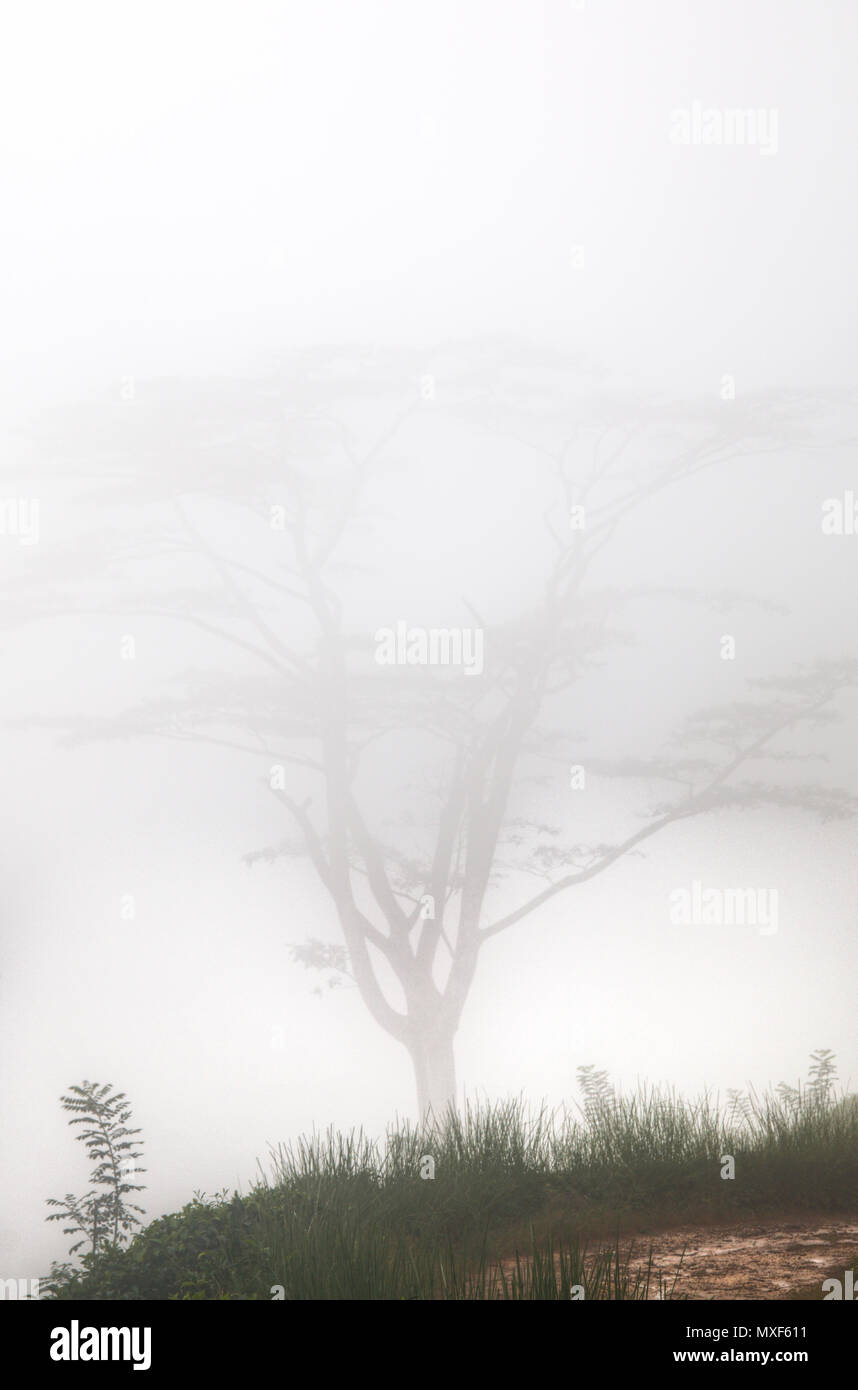 Cloud forests in the area of Kandy and the Knuckles mountains in Sri ...