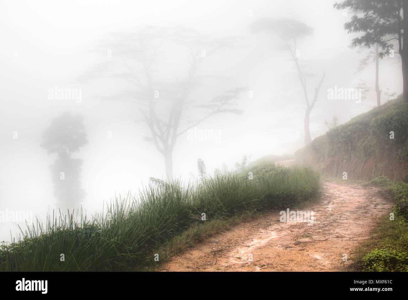 Cloud forests in the area of Kandy and the Knuckles mountains in Sri ...
